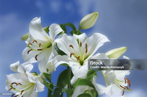 화이트 마돈나 릴리 파란색 배경에 릴리움 꽃의 클로즈업 아름 다운 릴리 움 칸디둠 꽃입니다 부활절 백합 꽃 인사말 카드입니다 푸른 하늘에 피는 백합 백합 아름다운 봄 식물