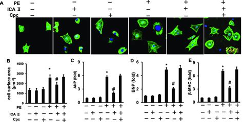 Icaii Attenuated Pe Induced Nrcm Hypertrophy Via Activating Ampka A