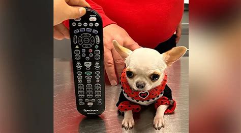 Una chihuahua entra en el Libro Guinness como el perro más pequeño del