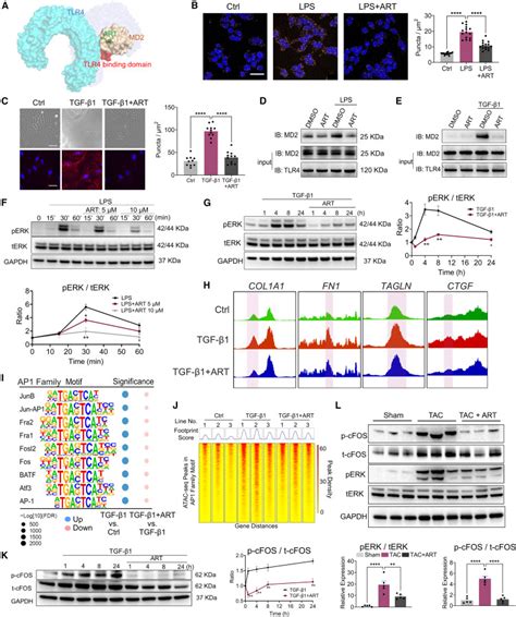 Multiscale Drug Screening For Cardiac Fibrosis Identifies Md2 As A