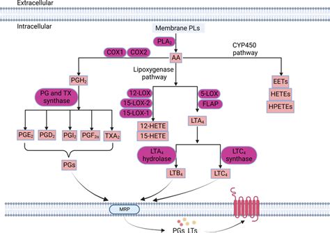 Eicosanoid Metabolism In Cancer Cells Fatty Acids Fas Are Released Download Scientific