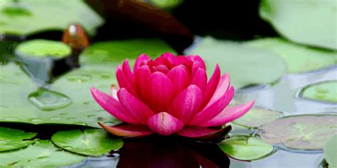 National Flower Of India 5 Wonderful Facts