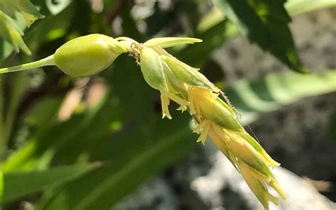 ジュズダマ 数珠玉 とはアクセサリー工作にぴったり花の特徴や花言葉に込められた意味とはGreenSnapグリーンスナップ