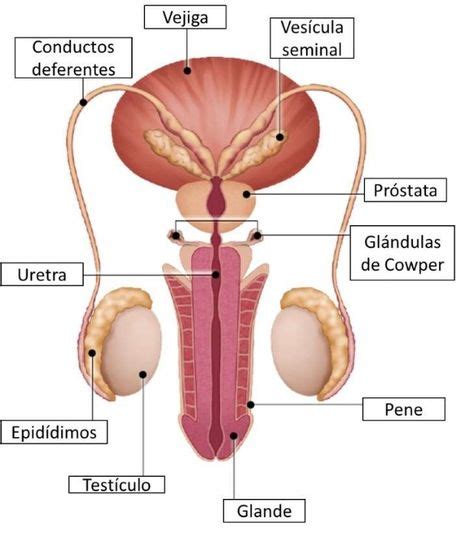 Sistema Reproductor Femenino Y Masculino