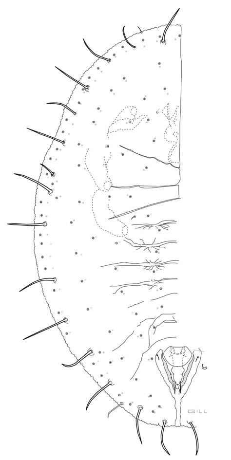 Figure 44 In A Preliminary Report On The World Species Of Bemisia Quaintance And Baker And Its