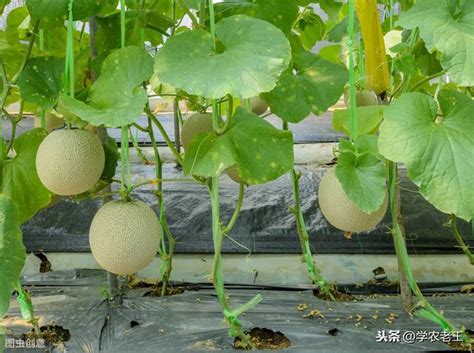 想要種出高產哈密瓜田間管理別放鬆做好這4個方面 每日頭條