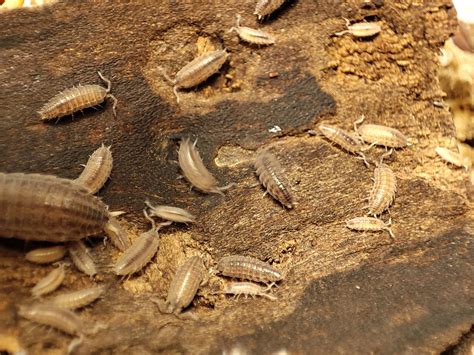 Porcellionides Cf Sexfasciatus Risopods