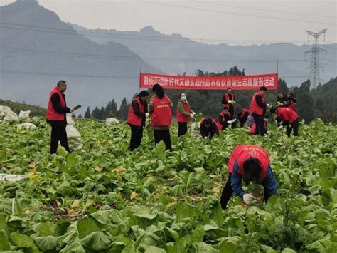 涪陵荔枝街道：助农收砍青菜头腾讯新闻