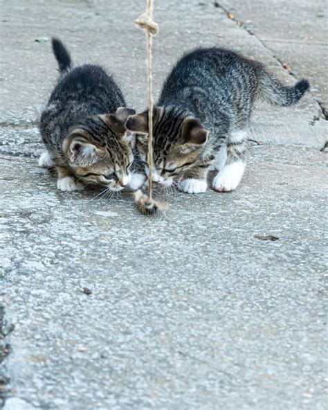 Two Adorable Kittens Playing Stock Image Image Of Carnivore Outdoor 255121847
