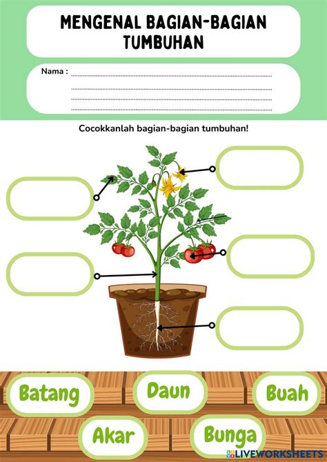 Lkpdbagian Tumbuhan Dan Fungsinya 7964685 Nabila