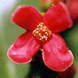 National Flowers Of The World The Kingdom Of Tonga