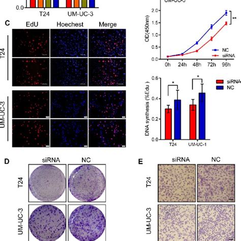 Knockdown Of Circ0006332 Decreases Cell Proliferation Colony