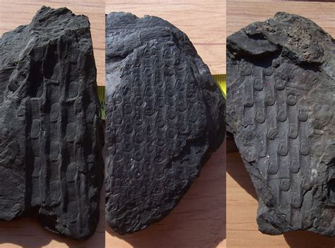 Sigillaria Members Gallery The Fossil Forum