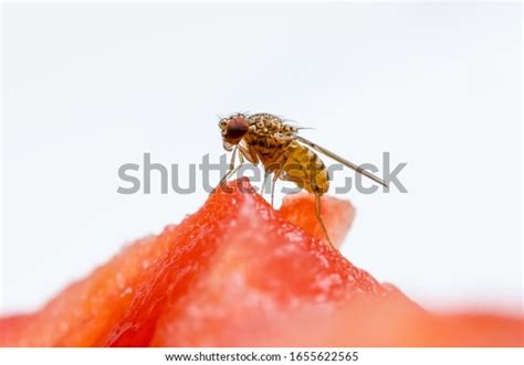 열대 과일 파리 드로소필라 디페라 기생 스톡 사진 1655622565 Shutterstock