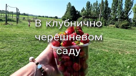 Набрала ягод. Переставила мебель. Денис и его интересы. - YouTube