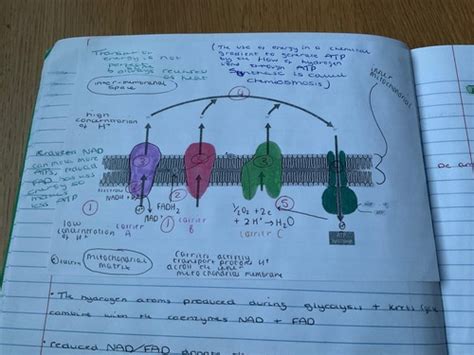 Oxidative Phosphorylation Electron Transport Chain Flashcards Quizlet