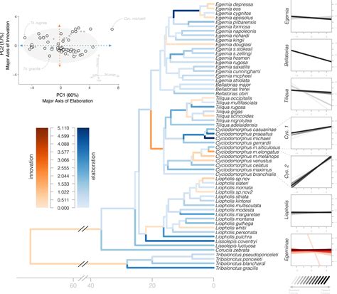 Evolutionary Bursts Drive Morphological Novelty In The Worlds Largest