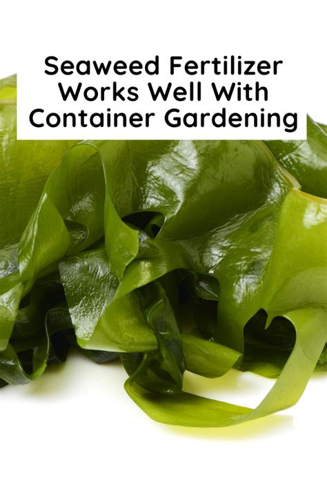 All You Need To Know About Seaweed Fertilizer Try To Garden