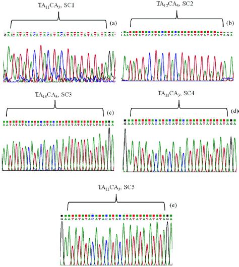 Chromatograph Of Microsatellite Sequence Showing Copy Number Variation