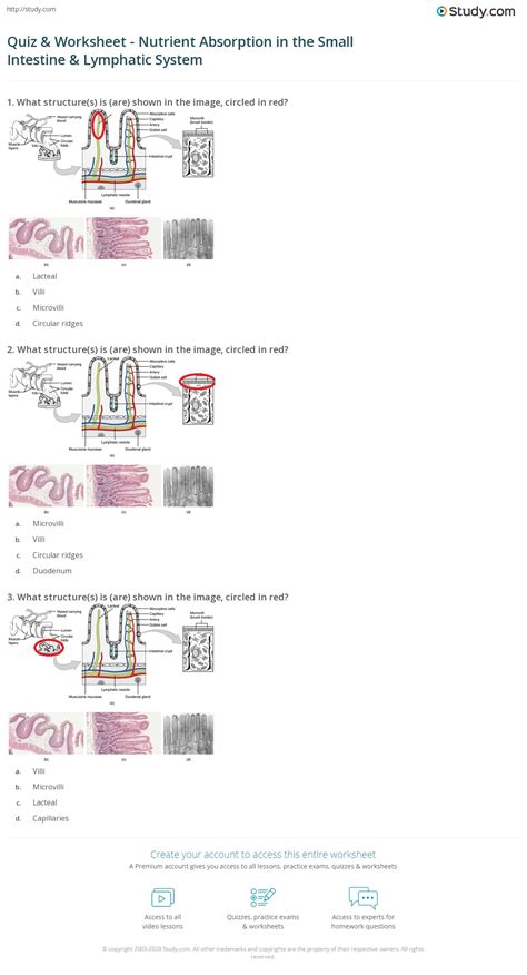 Quiz And Worksheet Nutrient Absorption In The Small Intestine