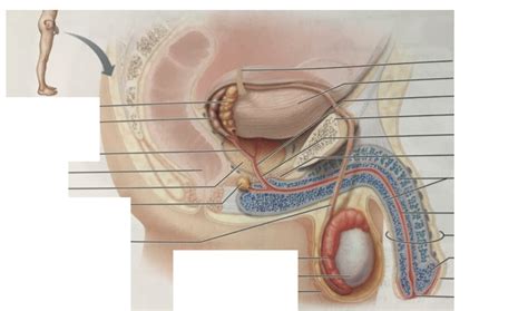 Male Reproductive Organs Diagram Quizlet