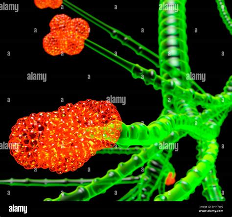 Alveoli Artwork Stock Photo 30585340 Alamy