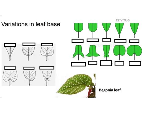 Variations In Leaf Base Quiz