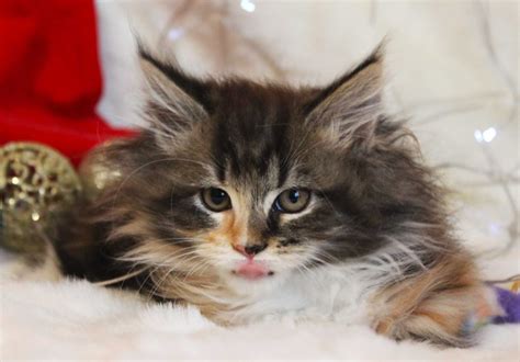 Śliczna kotka Maine coon gotowa do odbioru Biskupice OLX pl