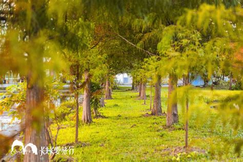 宜蘭6個落羽松景點懶人包秋冬限定美景在這裡 輕旅行