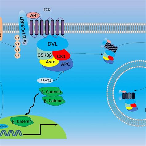 Inhibition Of Canonical Wnt Signaling Pathway By Dkk And Wif1