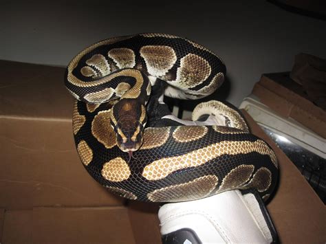 Found This Ball Python Outside Next To A Tree In The Middle Of A