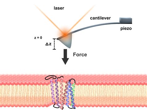 Afm Unfolding Biophysical Protein Animation Greg Kuebler
