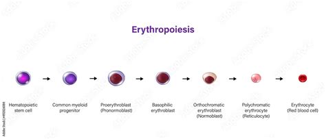 Erythropoiesis The Development Of Red Blood Cell Erythrocyte Stock