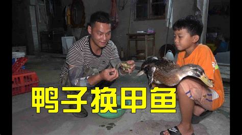 农村趣事：阿勋想拿大鸭子要换两只甲鱼，全程阿琪都笑趴了，真逗【农村阿琪】 Youtube