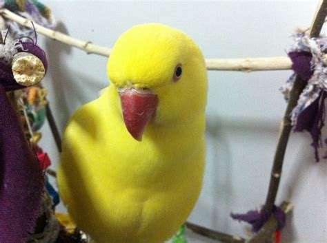 Lutino Indian Ringneck Parrot