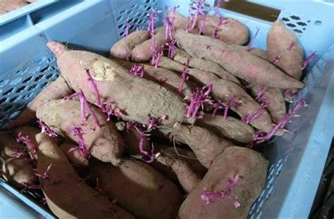 Khoai Lang Mọc Mầm Có Ăn Được Không Có Hại Không