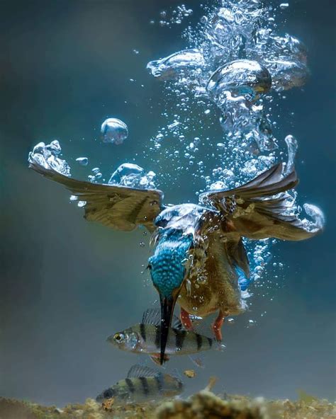 Kingfisher Fishing Underwater Rinterestingasfuck