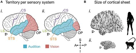 Sensory Cortex Location