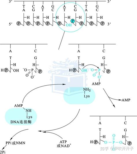 35磷酸二酯键形成详细过程是怎样的？ 知乎