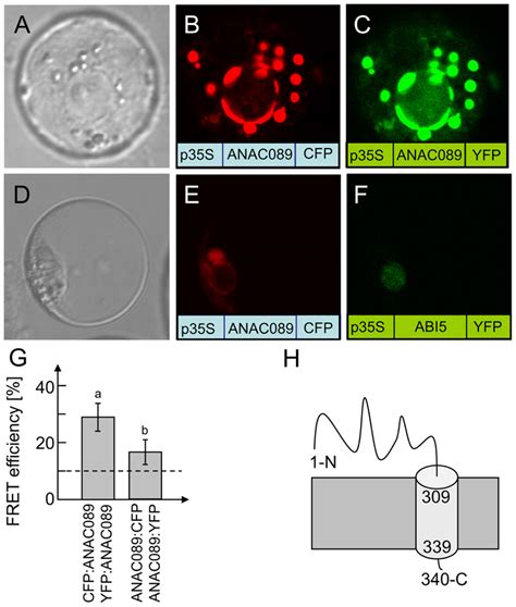 Subcellular Localization Of Anac089 In A Thaliana Protoplasts A