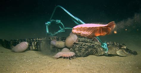 Hagfish Eating Whale