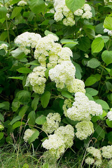 白色绣球花