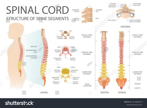 Spinal Cord Structure Spine Segments Medical Stock Vector Royalty Free 2154989119 Shutterstock Spinal Cord Structure Spine Segments Medical Stock Vector Royalty Free 2154989119 Shutterstock