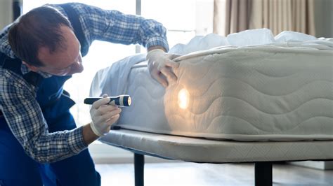 What You Can Expect To Pay When Hiring A Bed Bug Exterminator