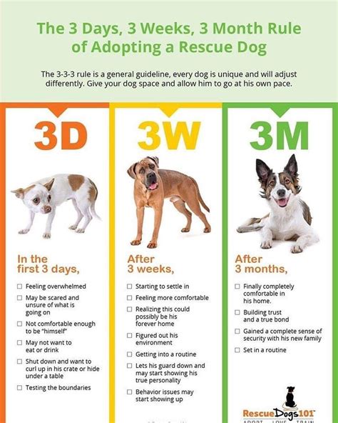 Dog Behavior Behavior And Understanding Your Pet Resources Ramapo