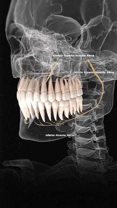 Acromial Types Radiology Reference Article Radiology Axillary Nerve