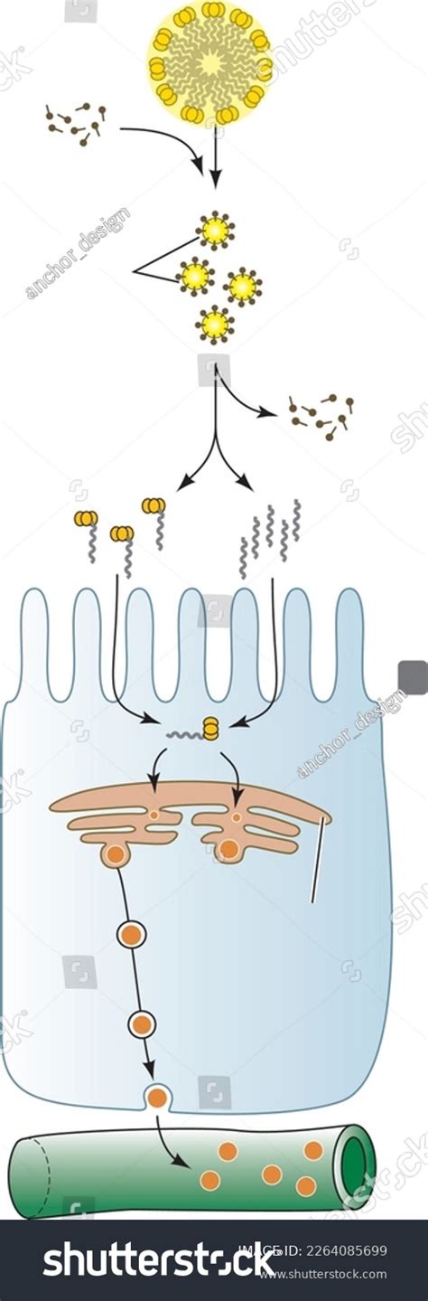 Digestion Absorption Lipids Vector Stock Vector Royalty Free Shutterstock