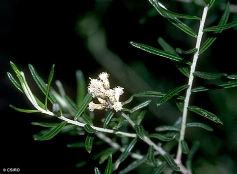 Ozothamnus Cassinioides