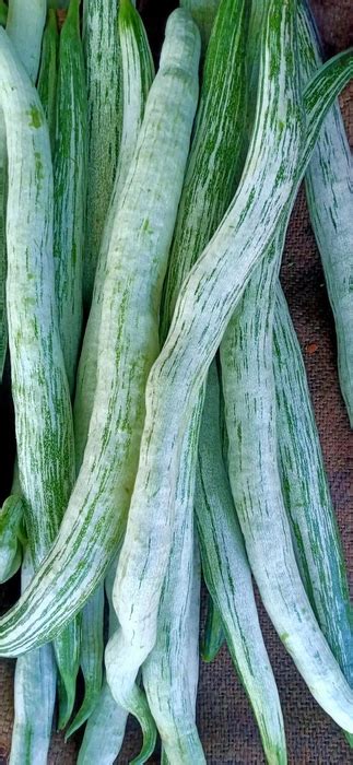 Buy Padwal पडवळ Online From Vegmart