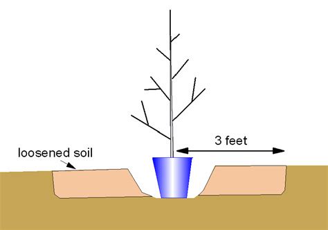 VTF How To Plant A Container Grown Tree